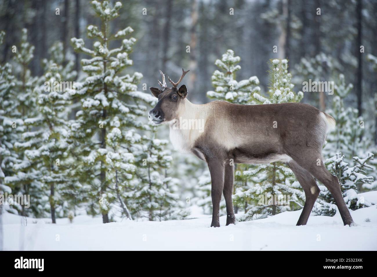 Threatened / Endangered Woodland Caribou (Rangifer tarandus caribou) in ...