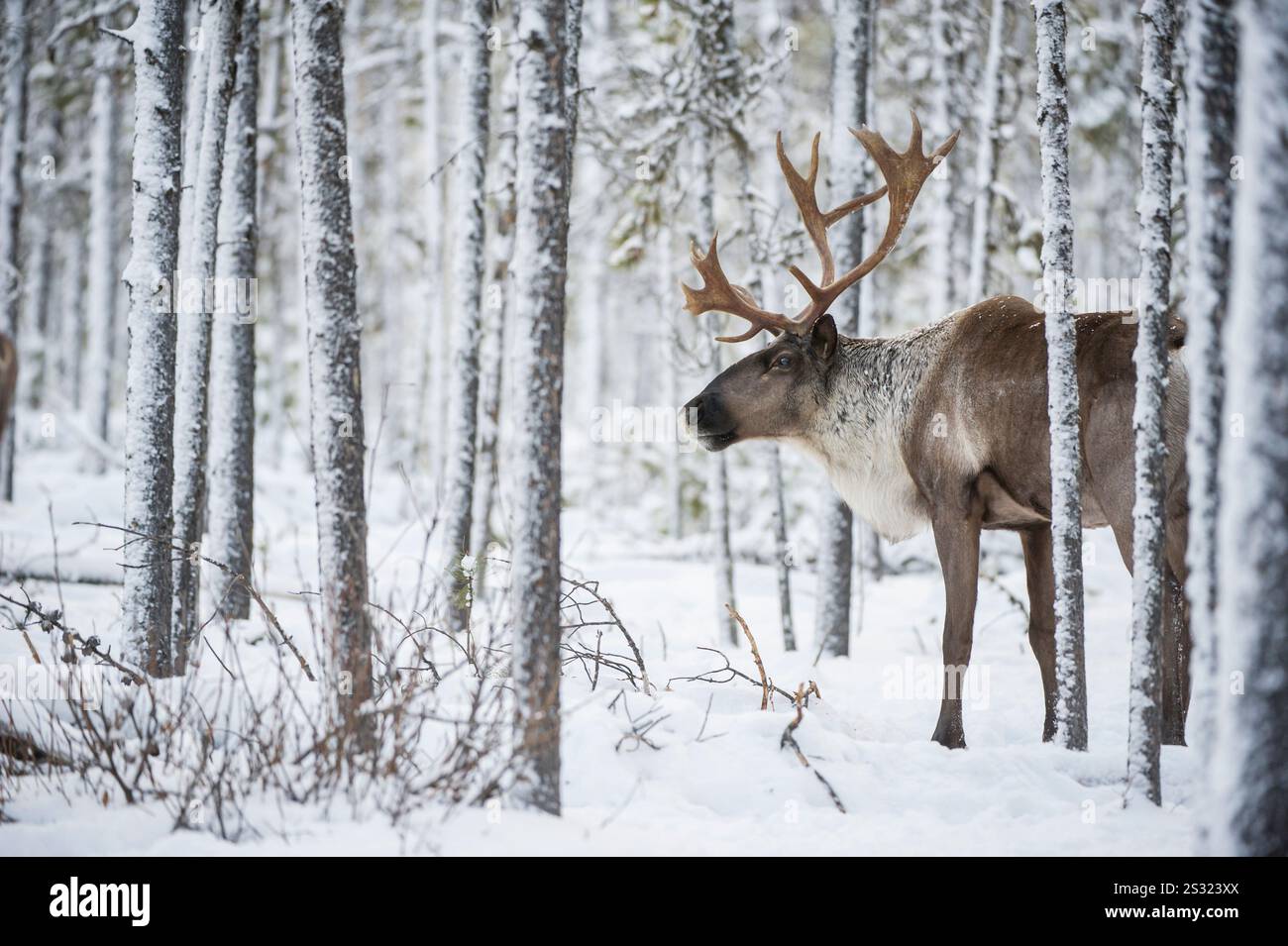 Threatened / Endangered Woodland Caribou (Rangifer tarandus caribou) in ...