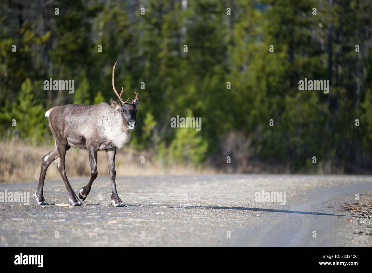 Threatened / Endangered Woodland Caribou (Rangifer tarandus caribou) in ...