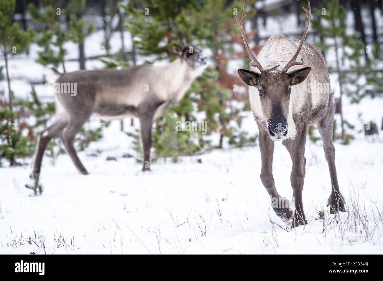 Threatened / Endangered Woodland Caribou (Rangifer tarandus caribou) in ...