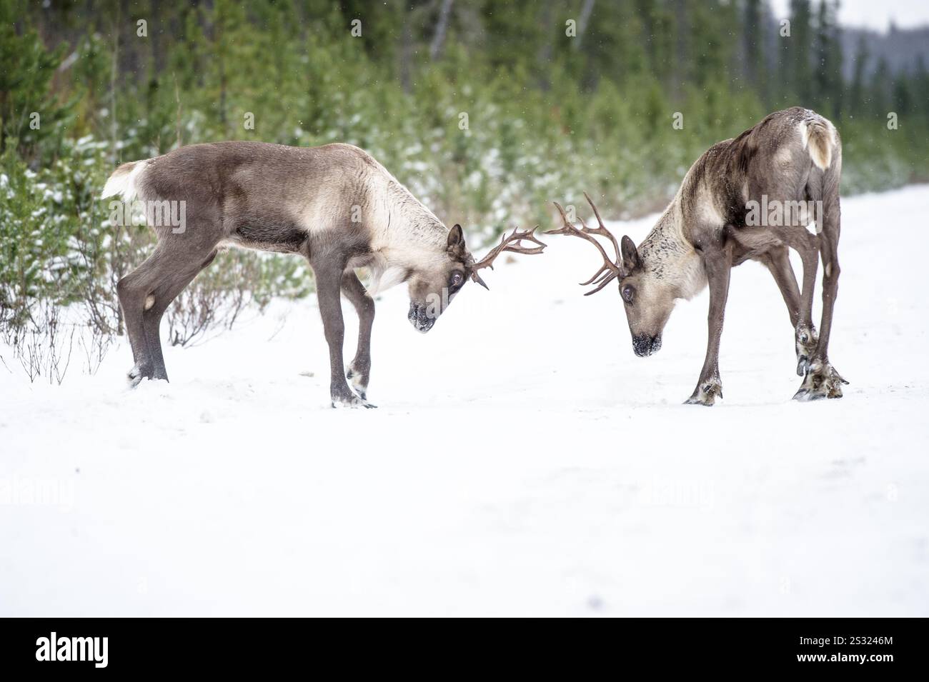 Threatened / Endangered Woodland Caribou (Rangifer tarandus caribou) in ...