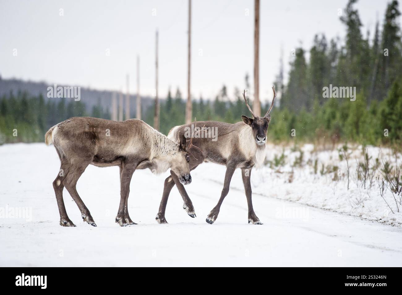 Woodland caribou hi-res stock photography and images - Alamy
