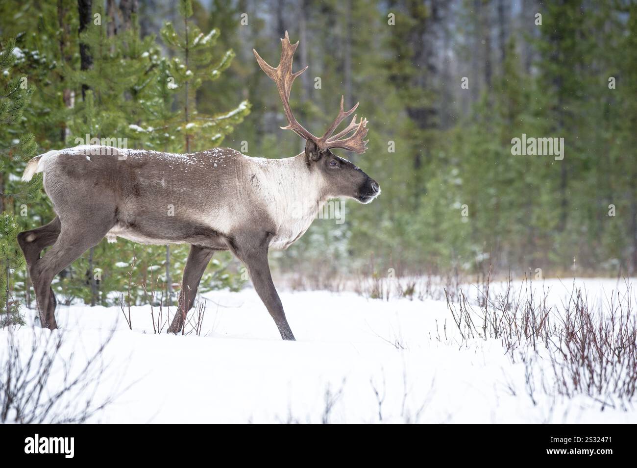 Threatened / Endangered Woodland Caribou (Rangifer tarandus caribou) in ...