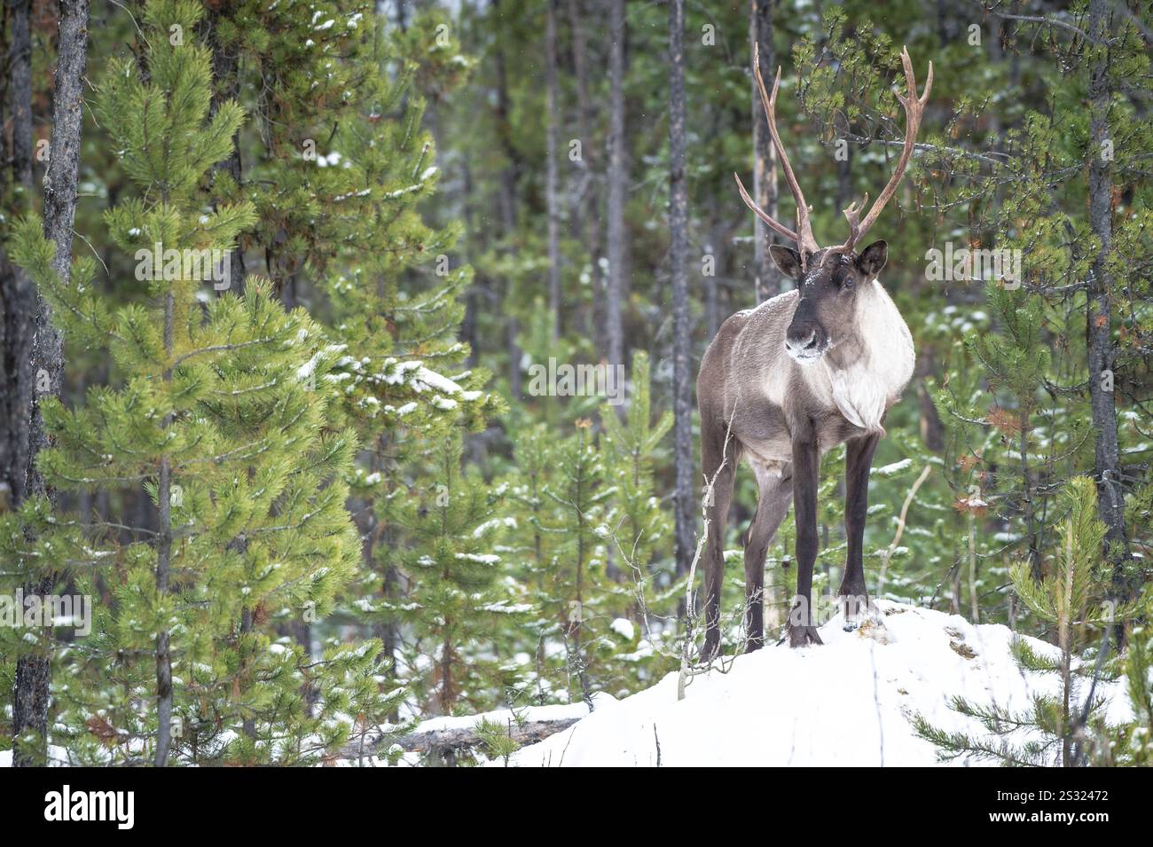 Threatened / Endangered Woodland Caribou (Rangifer tarandus caribou) in ...