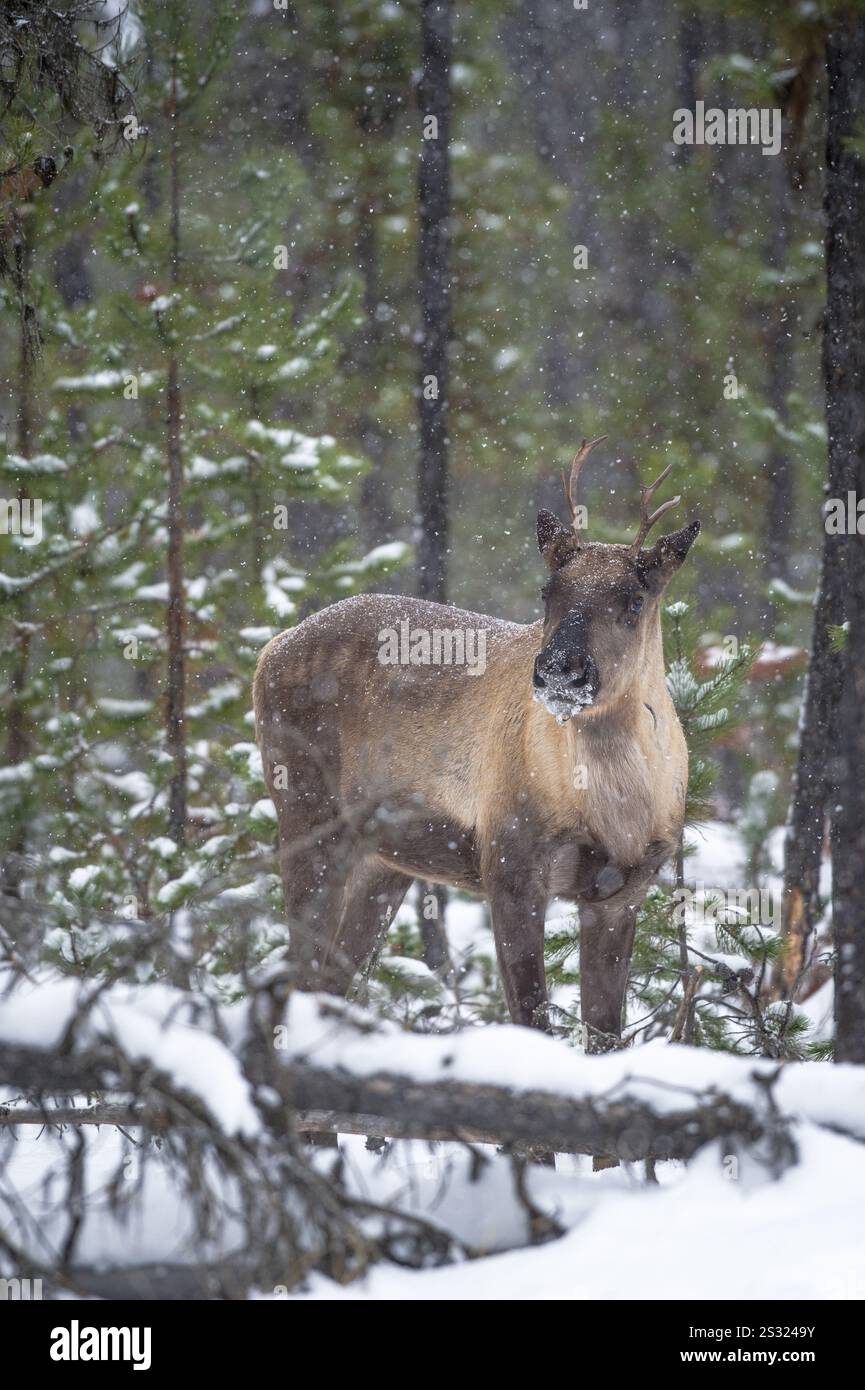 Woodland caribou hi-res stock photography and images - Alamy