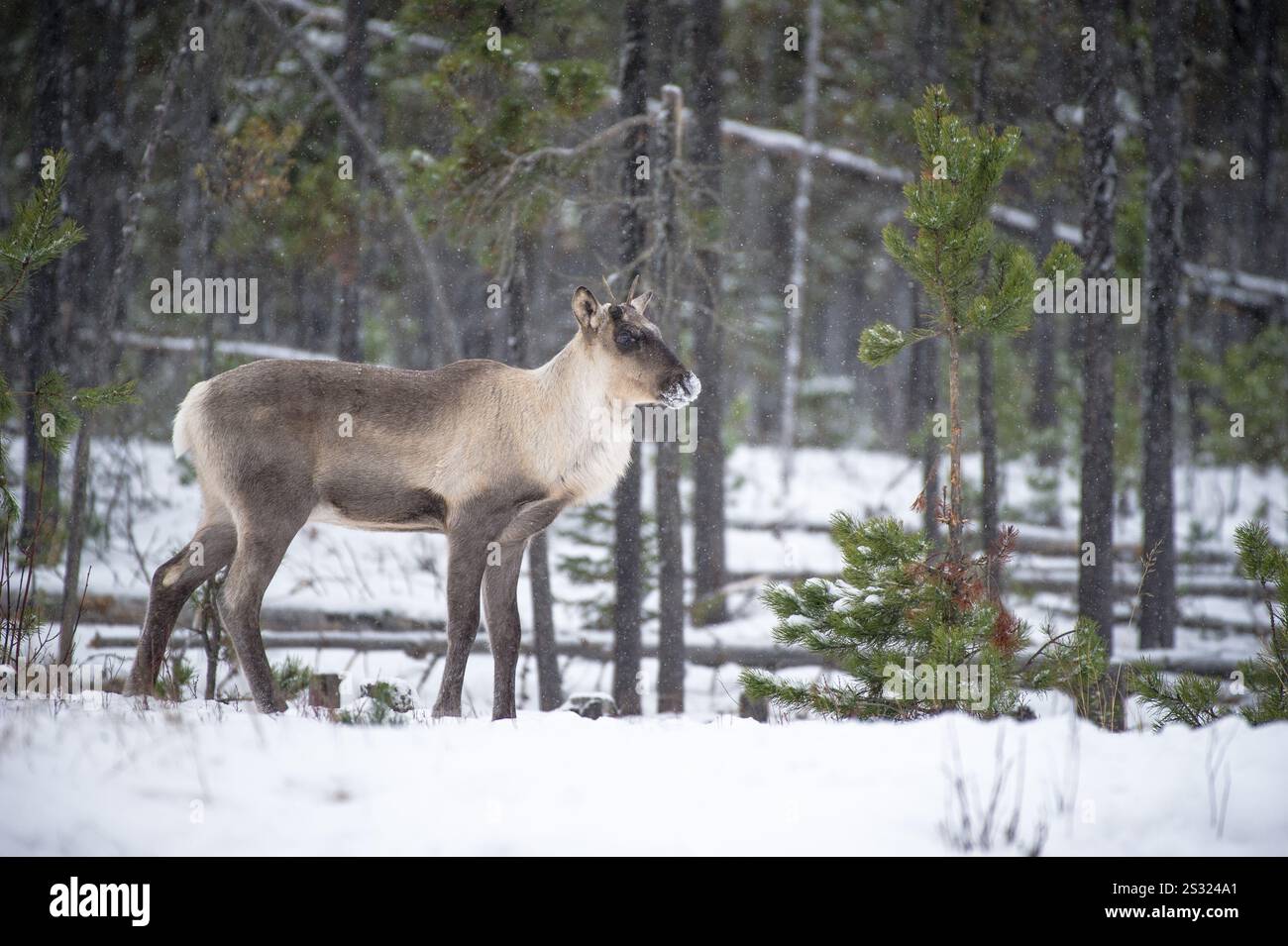 Threatened / Endangered Woodland Caribou (Rangifer tarandus caribou) in ...