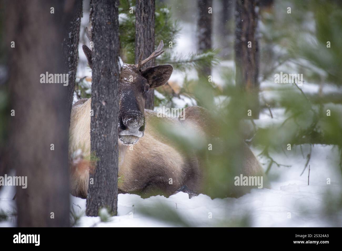 Threatened / Endangered Woodland Caribou (Rangifer tarandus caribou) in ...