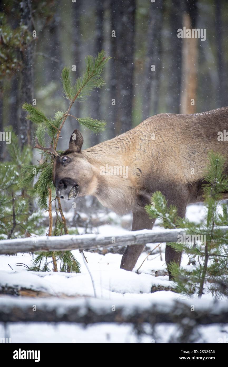Threatened / Endangered Woodland Caribou (Rangifer tarandus caribou) in ...
