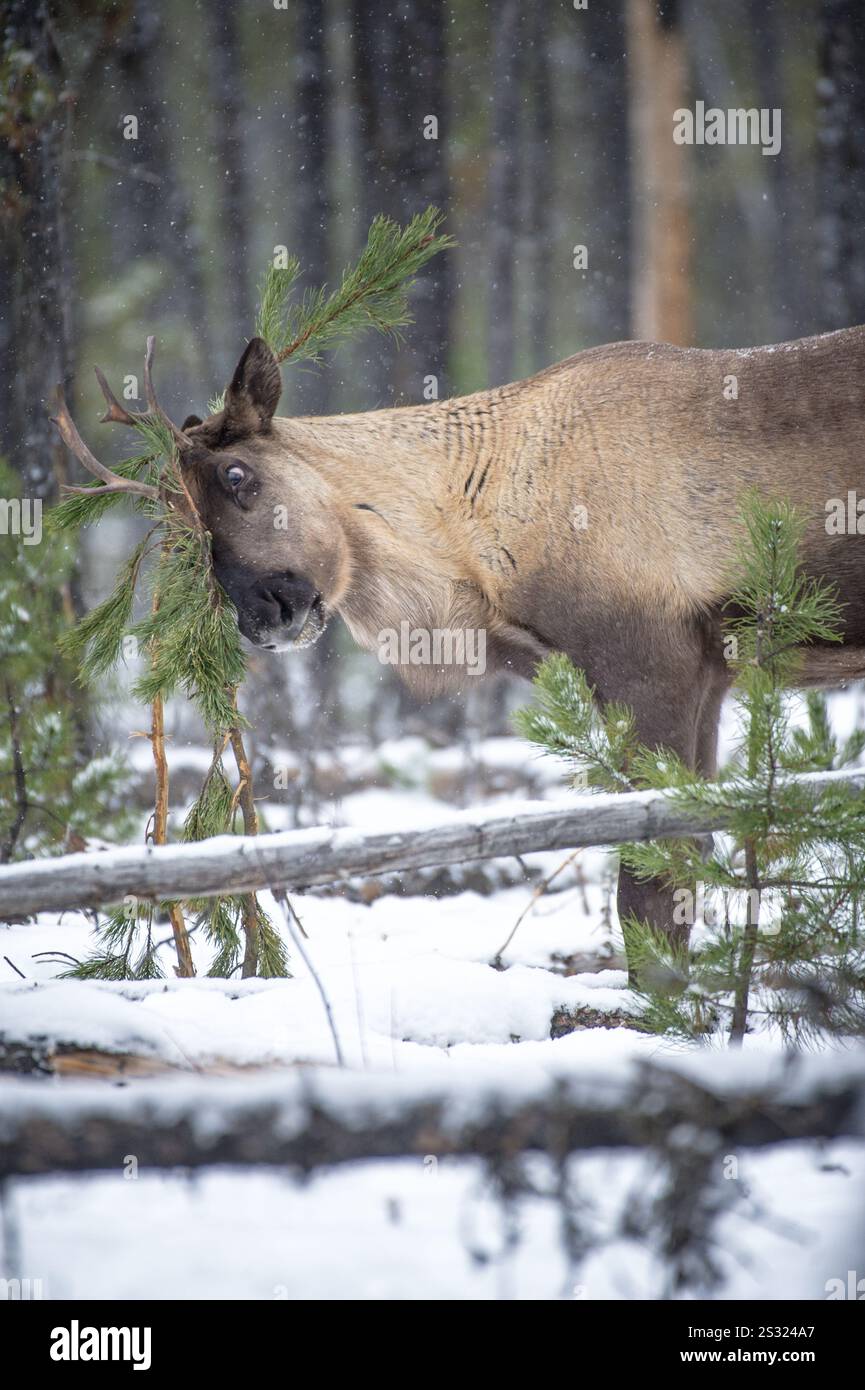 Threatened / Endangered Woodland Caribou (Rangifer tarandus caribou) in ...