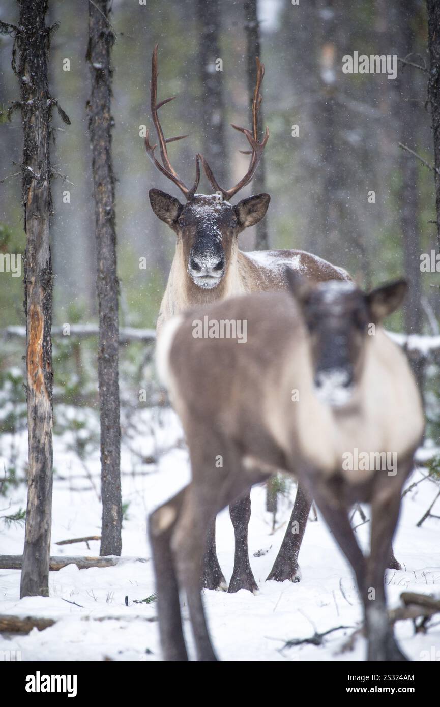 Threatened / Endangered Woodland Caribou (Rangifer tarandus caribou) in ...