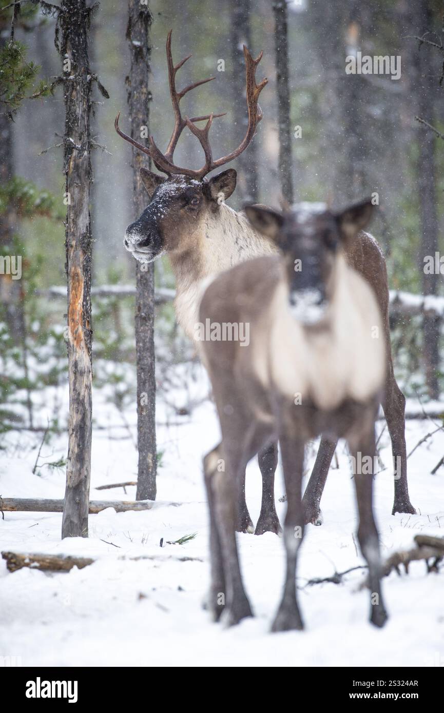 Threatened / Endangered Woodland Caribou (Rangifer tarandus caribou) in ...