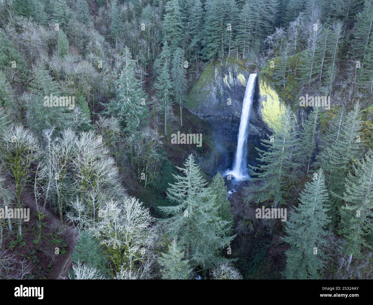 Latourell Falls flows out of a thick forest in the Columbia River Gorge ...