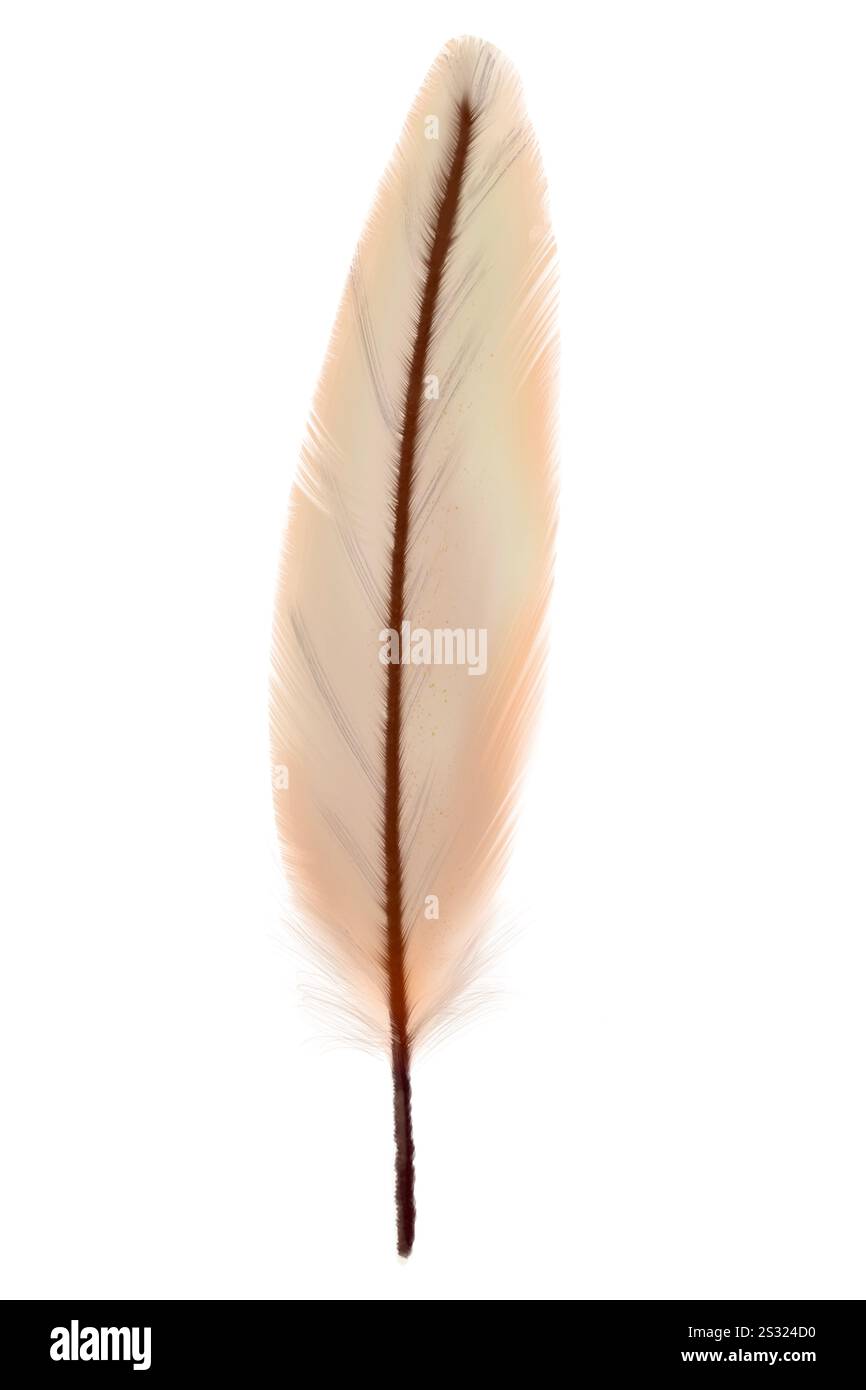 Hand drawn feather illustration. fluffy feathers. for invitation ...