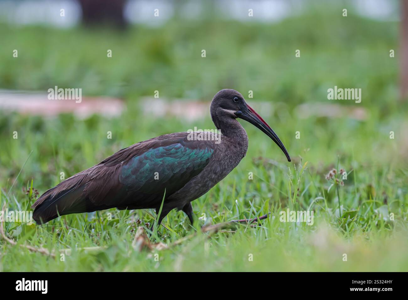 A Hadada Ibis looking for food along the shores of Lake Oleiden in ...