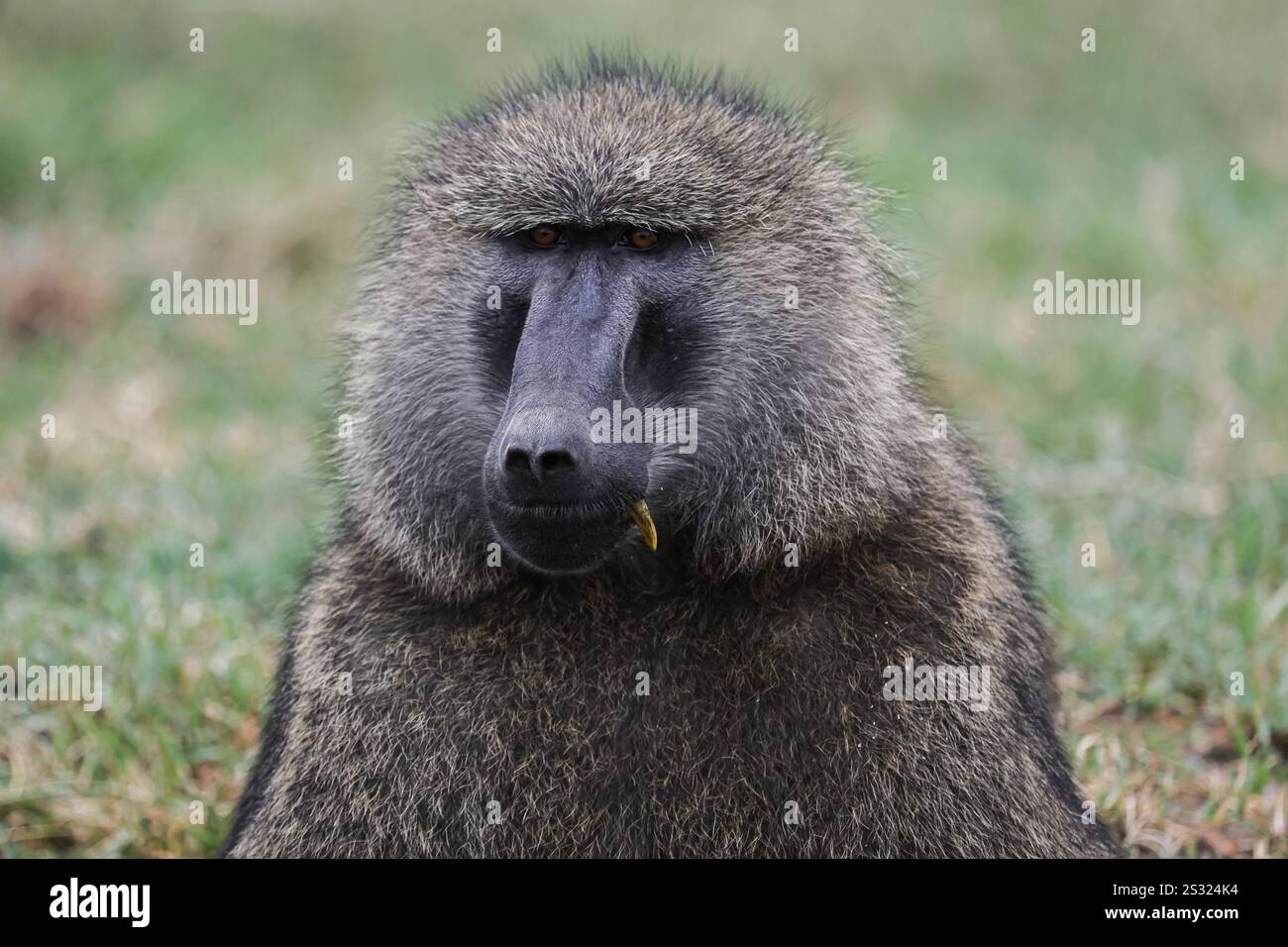 An adult male Baboon seen by the road side at the Hell's Gate National ...