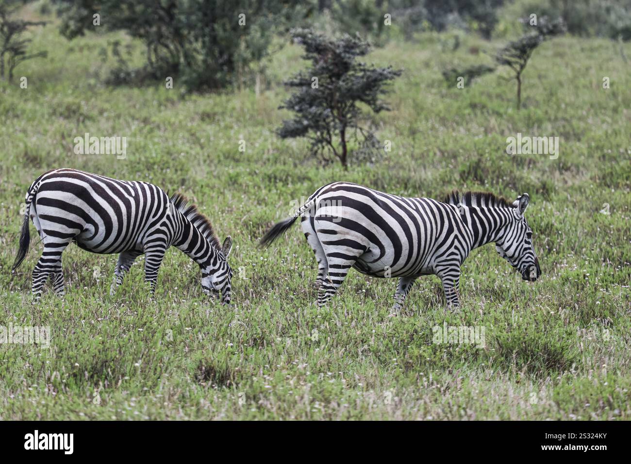 Zebras seen grazing at the Hell's Gate National Park in Naivasha ...