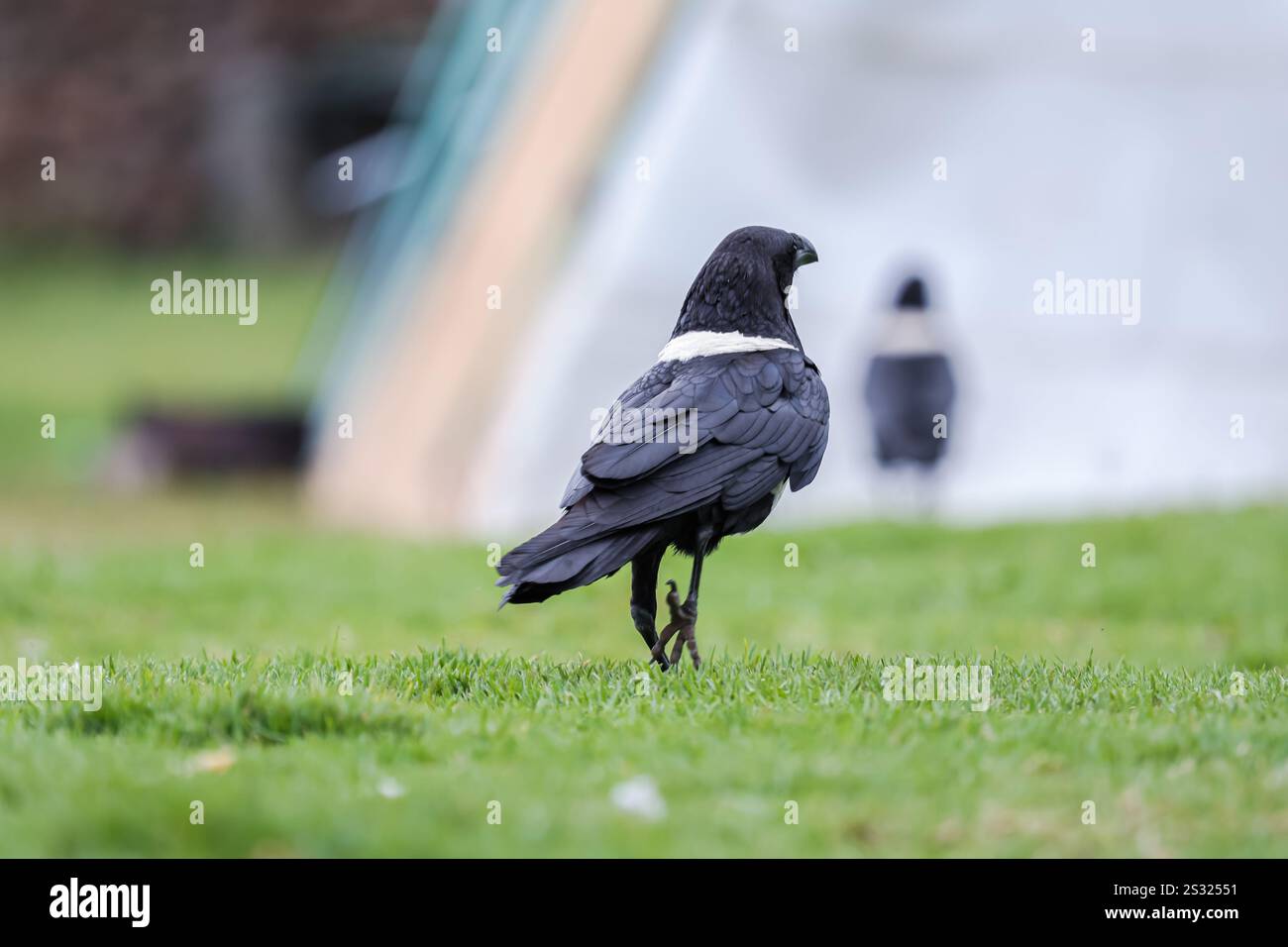 Nakuru, Kenya. 20th Dec, 2024. An African Pied Crow bird looking for ...