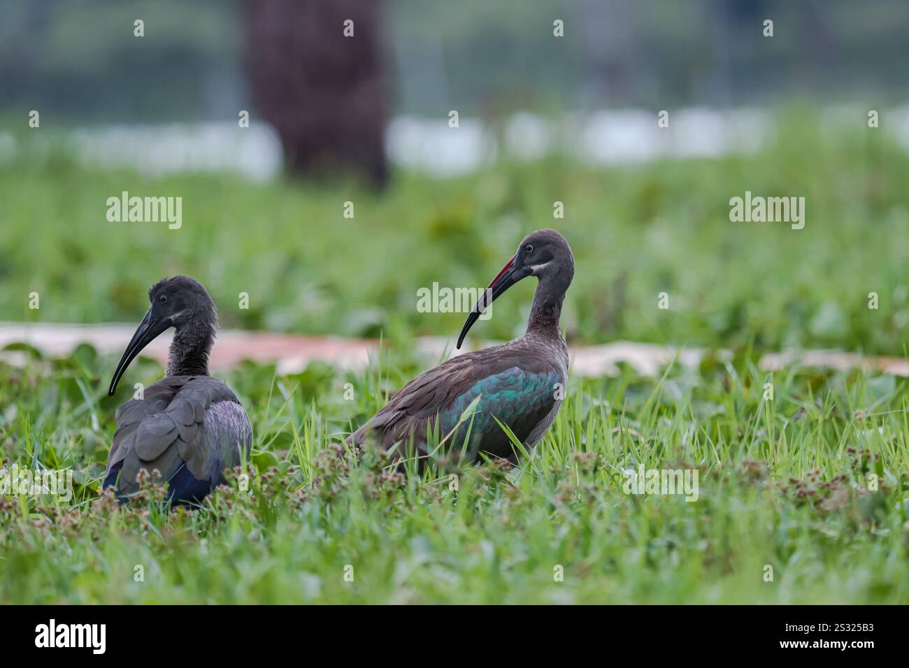 Hadada Ibis looking for food along the shores of Lake Oleiden in ...