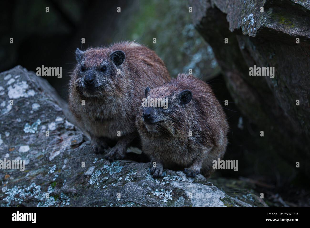 Rock Hyrax seen resting on the rocks at the Hell's Gate National Park ...
