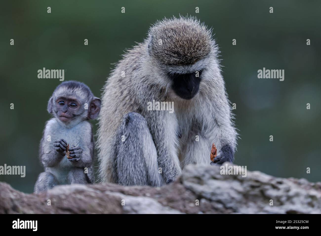 A Vervet monkey with her young one common sighting at the shores of ...