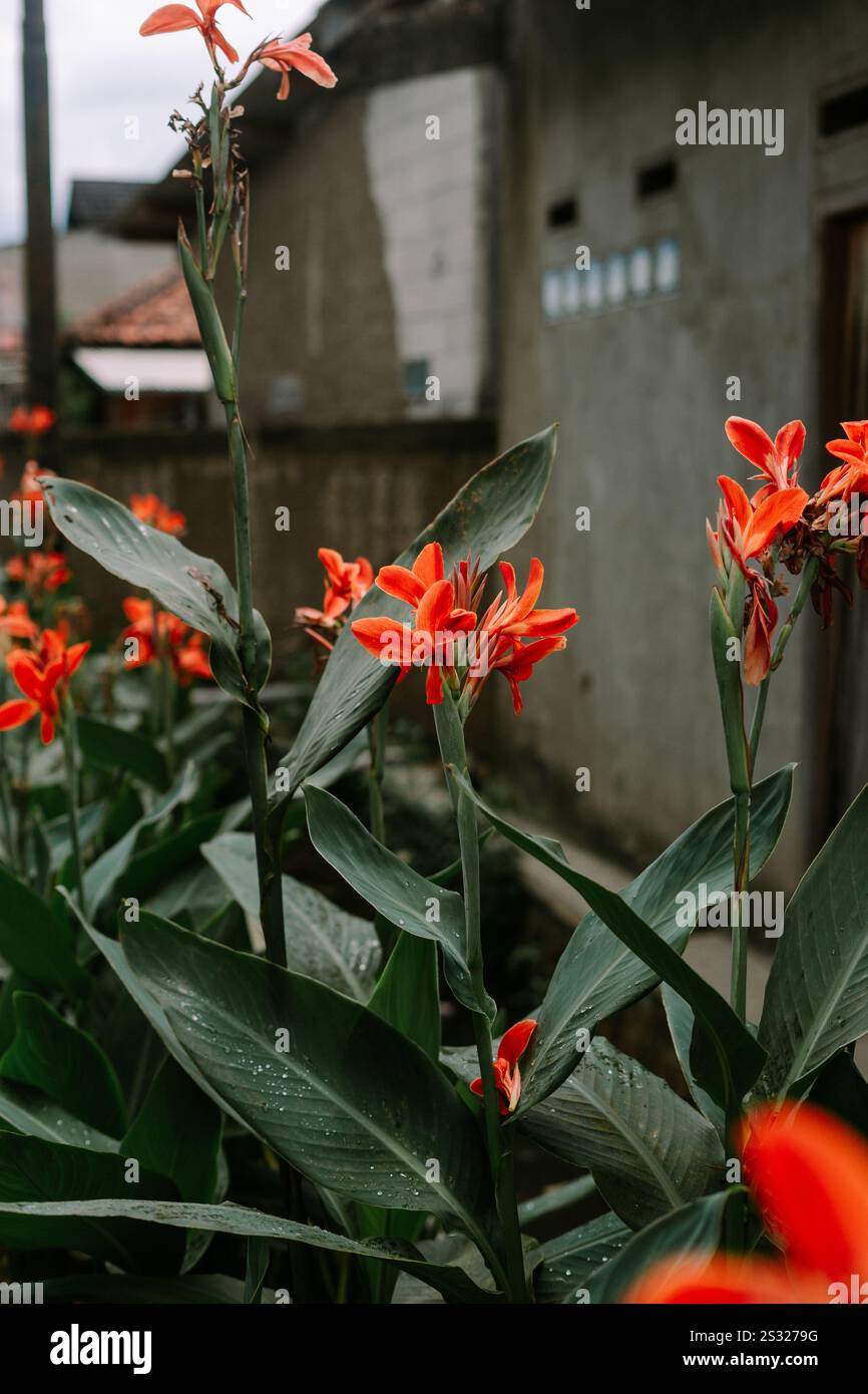 Ixora coccinea is a species of flowering plant in the family Rubiaceae ...