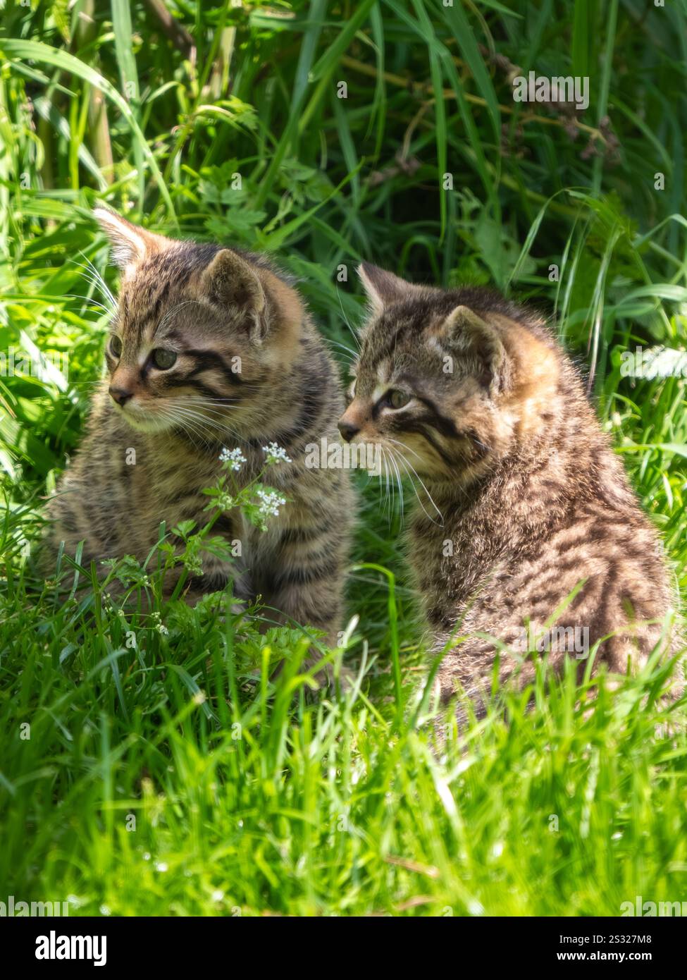 Scottish Wildcat Kitten in Grass Stock Photo - Alamy
