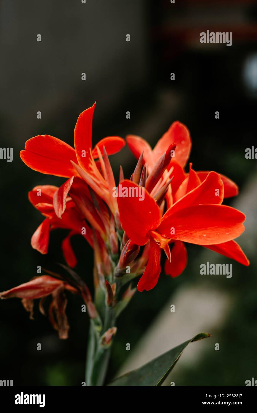 Ixora coccinea is a species of flowering plant in the family Rubiaceae ...