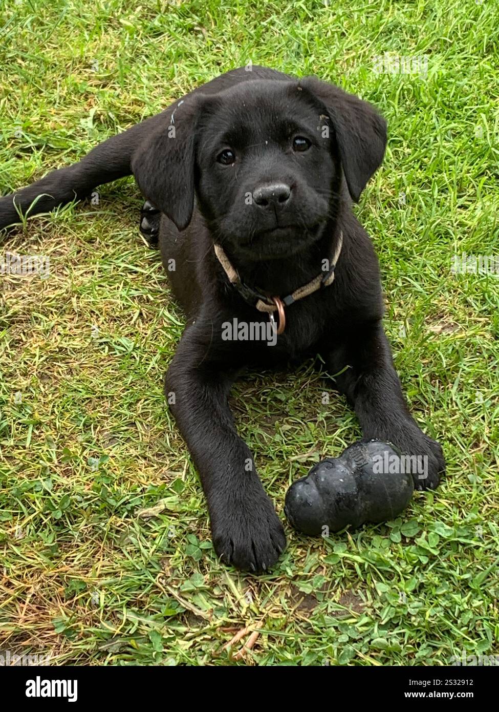 Black Labrador puppy looking up with toy Stock Photo - Alamy