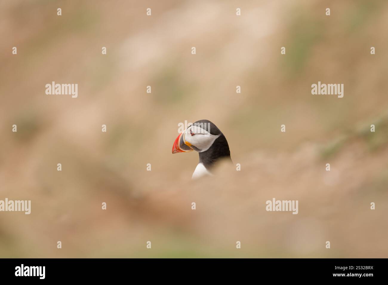 Atlantic puffin head among grasses Stock Photo - Alamy