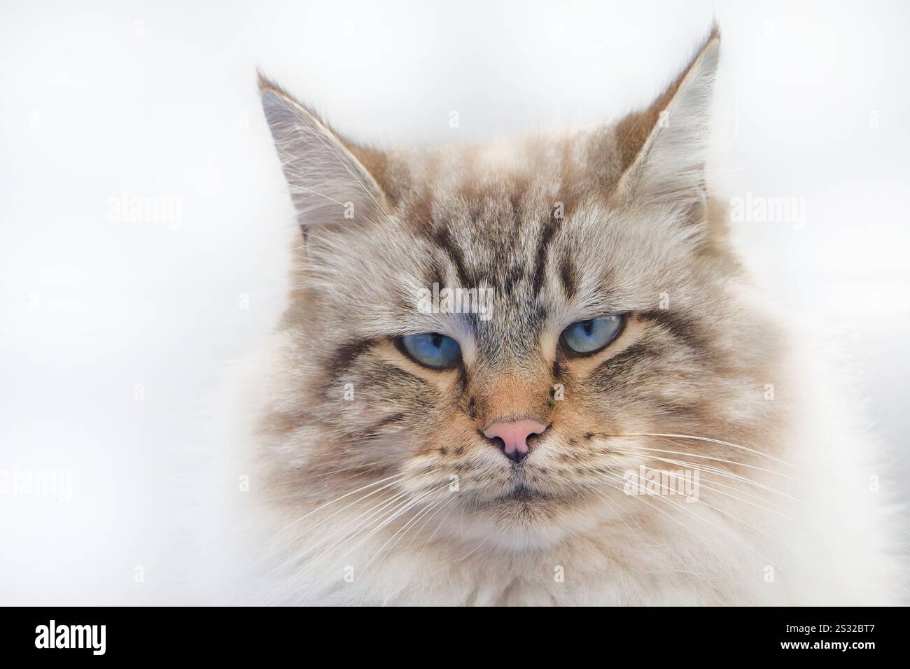 Muzzle cat blue eyes hi-res stock photography and images - Alamy