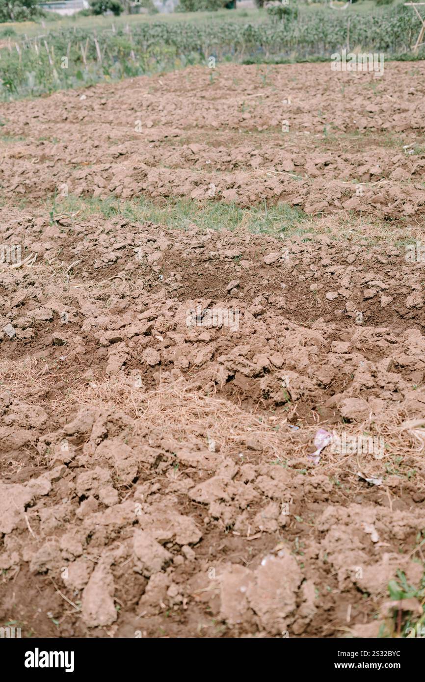 Mounds of soil prepared for planting tree seedlings, showcasing early ...