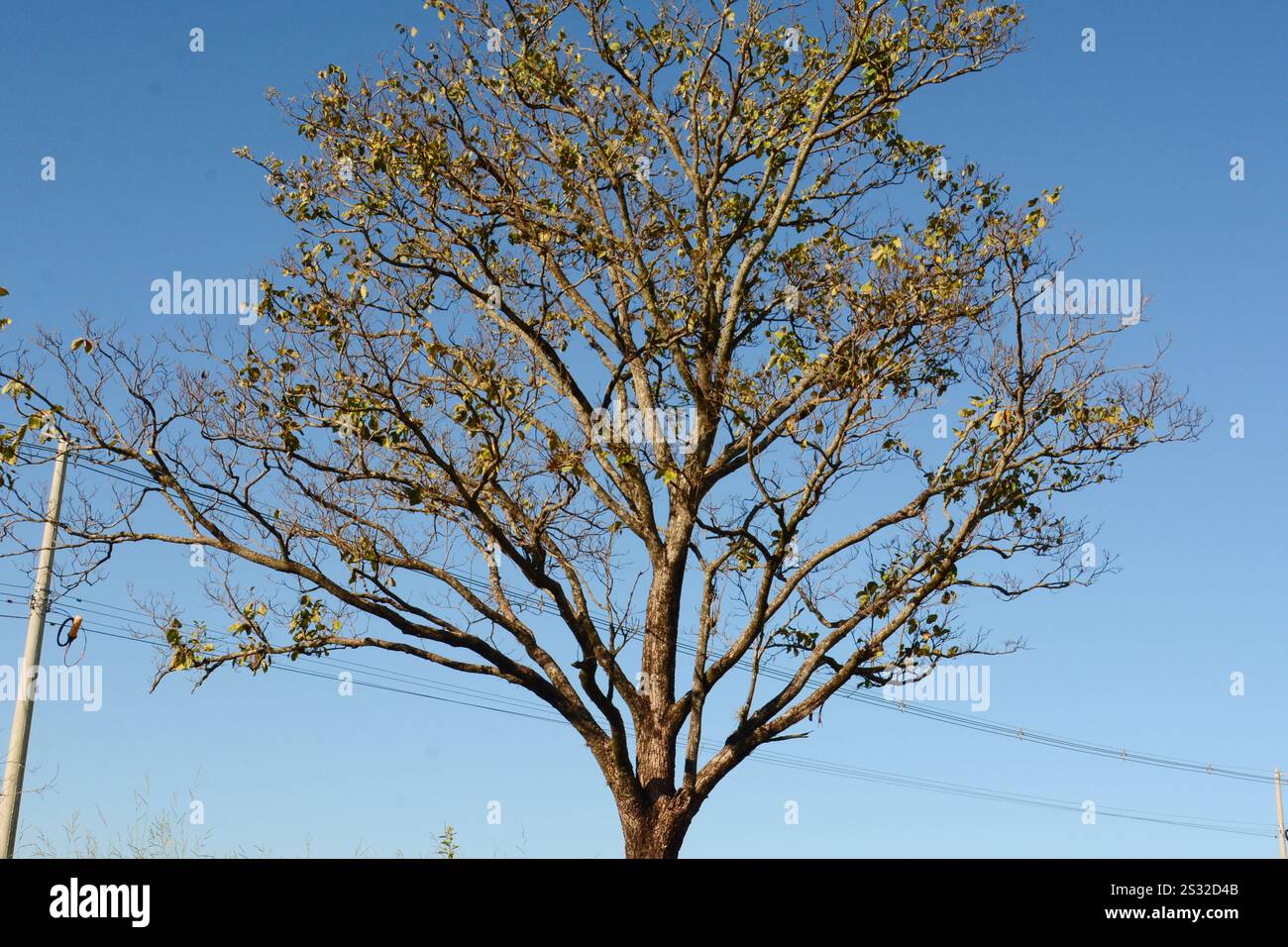 Tree with dry branches in summer next to a pole with electrical wiring ...