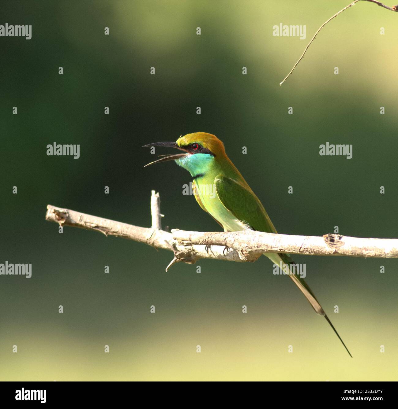 Bird sunbathing with its mouth open; Little green bee-eater (Merops ...