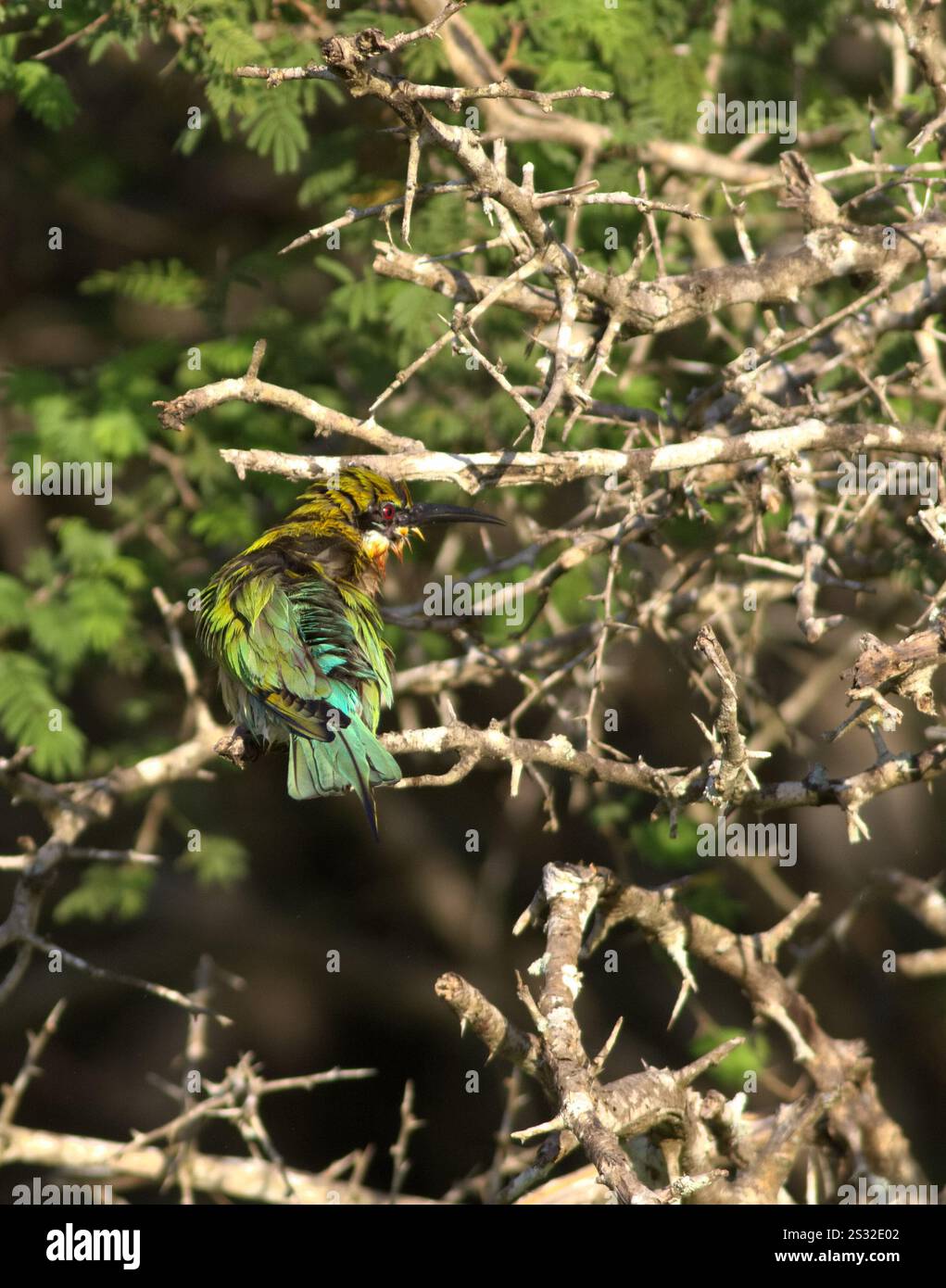 Blue-tailed bee-eater (Merops philippinus) with beautiful colours blue ...