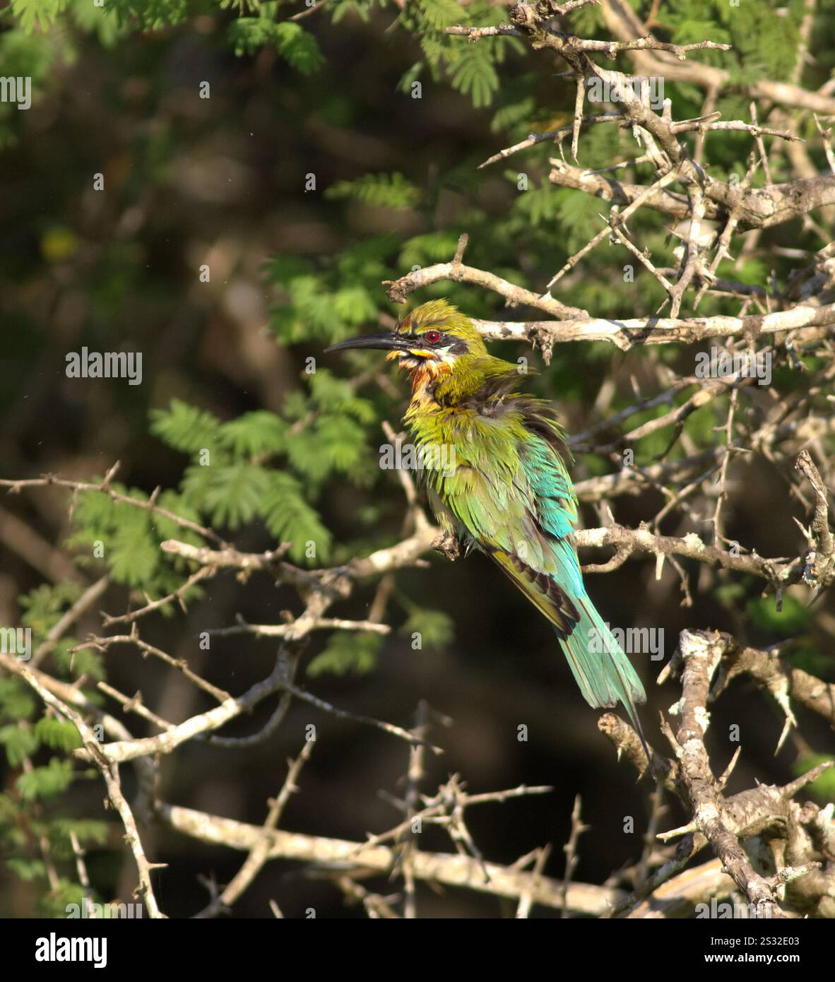 Blue-tailed bee-eater (Merops philippinus) with beautiful colours blue ...