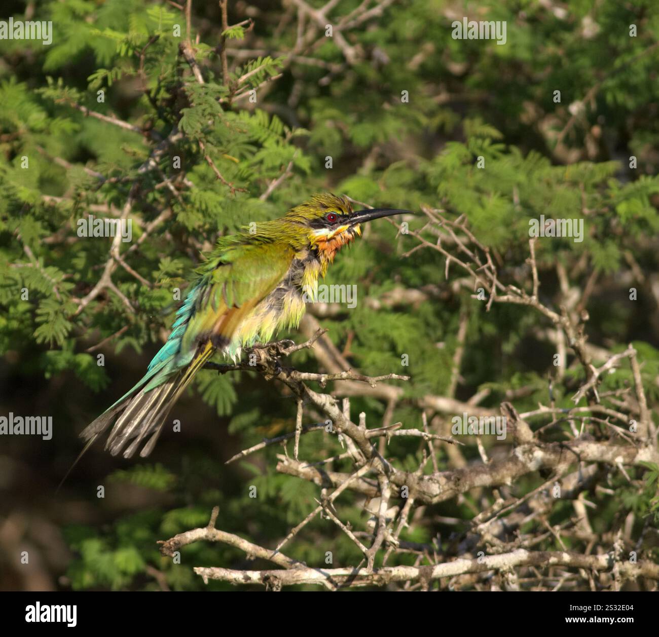 Blue-tailed bee-eater (Merops philippinus) with beautiful colours blue ...