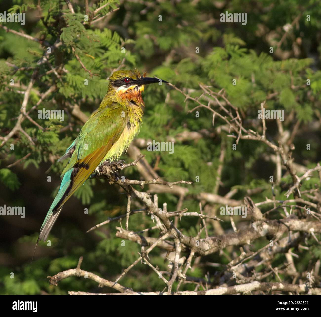 Blue-tailed bee-eater (Merops philippinus) with beautiful colours blue ...
