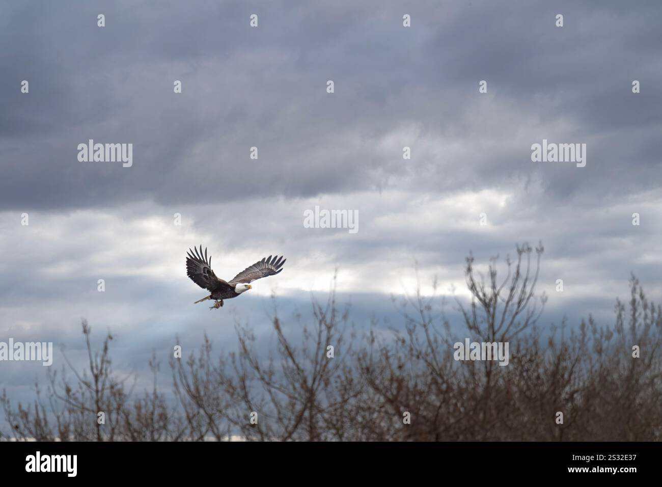 American Bald Eagle Rises in Flight After Catching a Fish Stock Photo ...