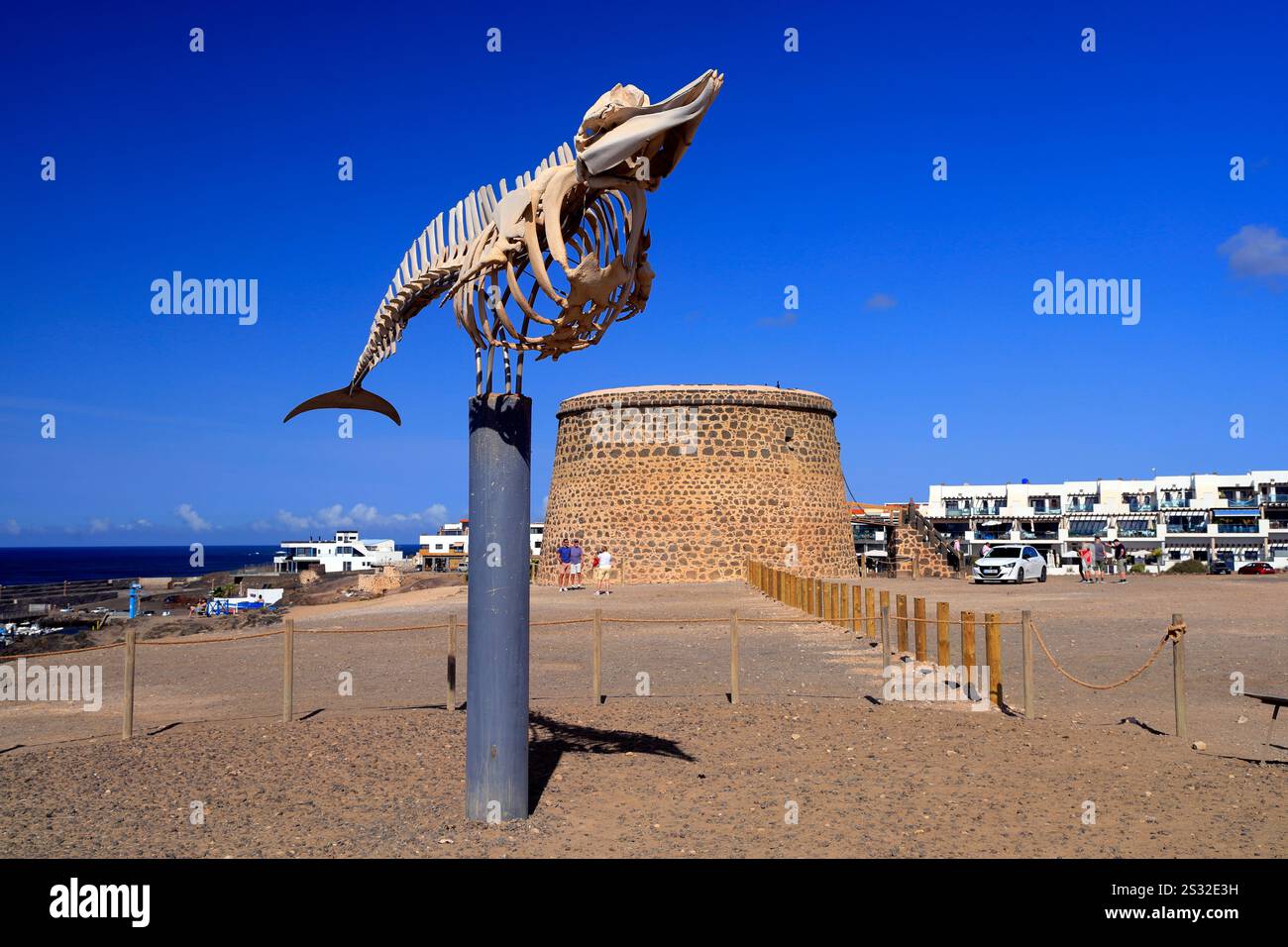 Cuvier's Beaked Whale Skeleton (Ziphius cavirostris) and Toston Tower ...