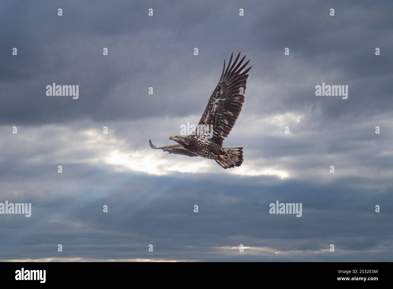 Juvenile American Bald Eagle Soars as the Sun Breaks Through the Clouds ...