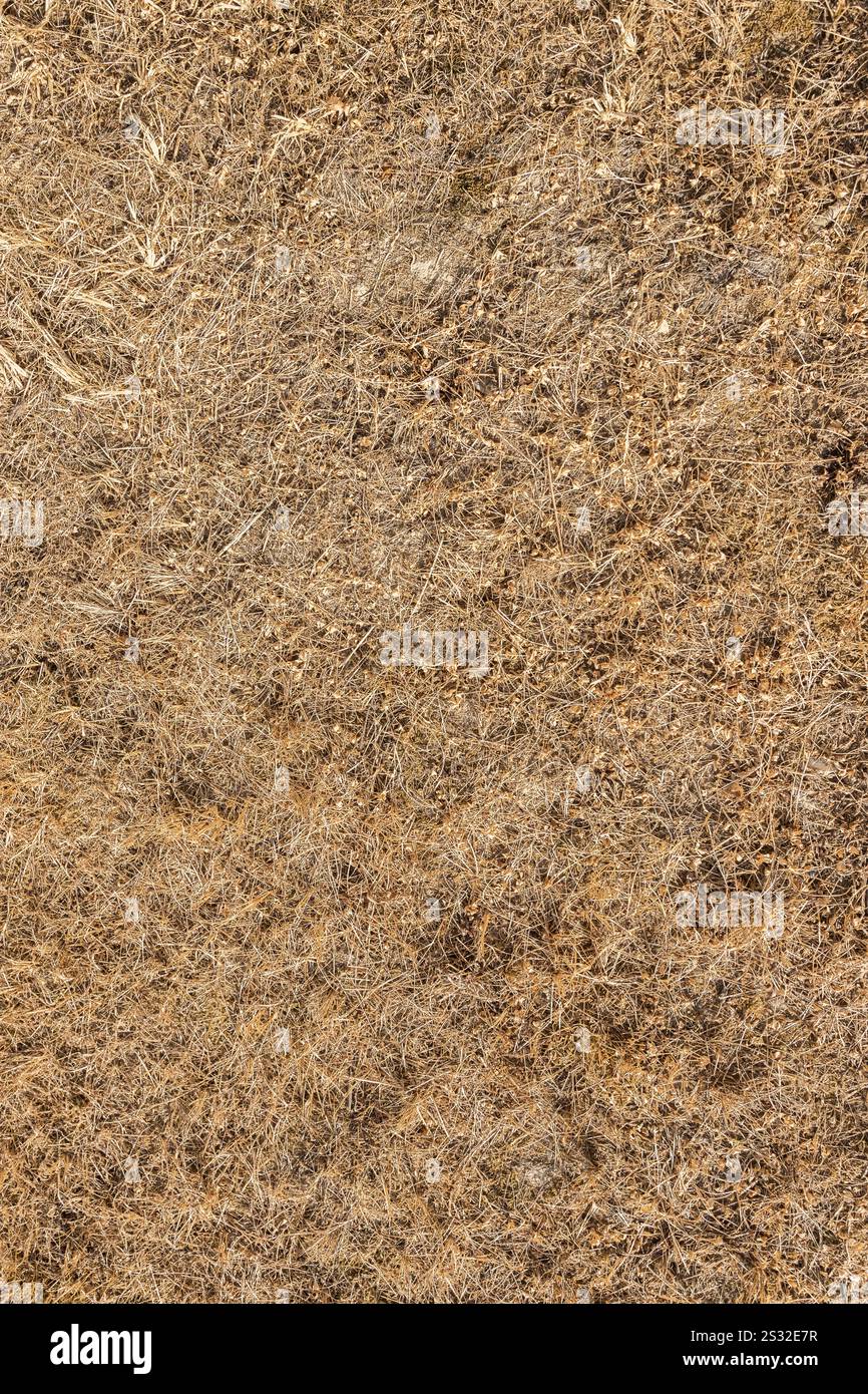 Brown grass full frame background dry and burned by sunlight Stock ...