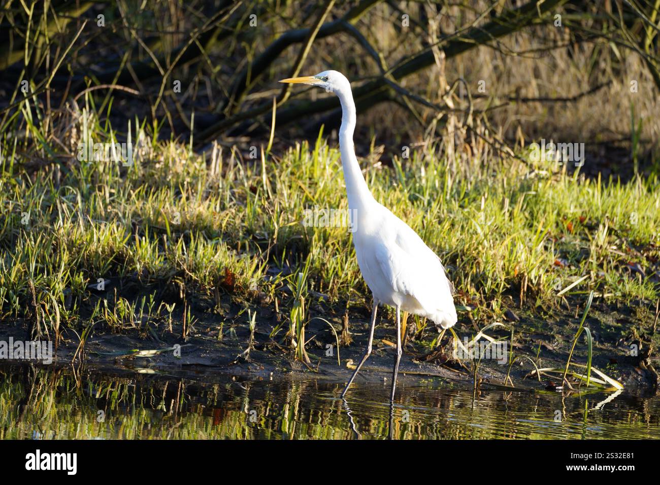 Egret ardea alba silberreiher hi-res stock photography and images - Alamy