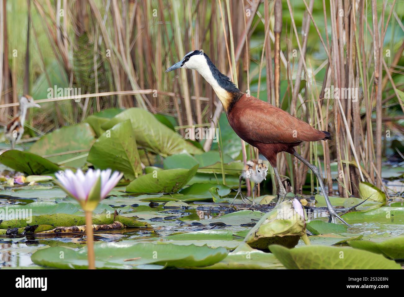 African jacana, Blaustirn-Blatthühnchen, Jacana à poitrine dorée ...