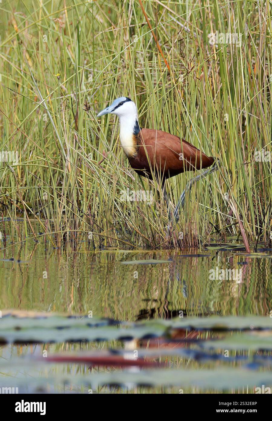 African jacana, Blaustirn-Blatthühnchen, Jacana à poitrine dorée ...