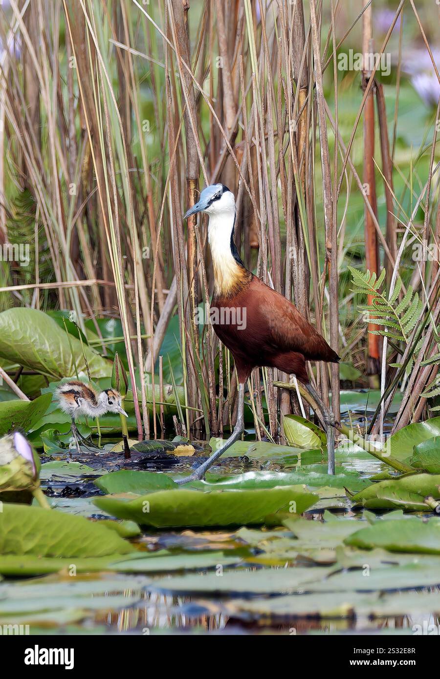 African jacana, Blaustirn-Blatthühnchen, Jacana à poitrine dorée ...