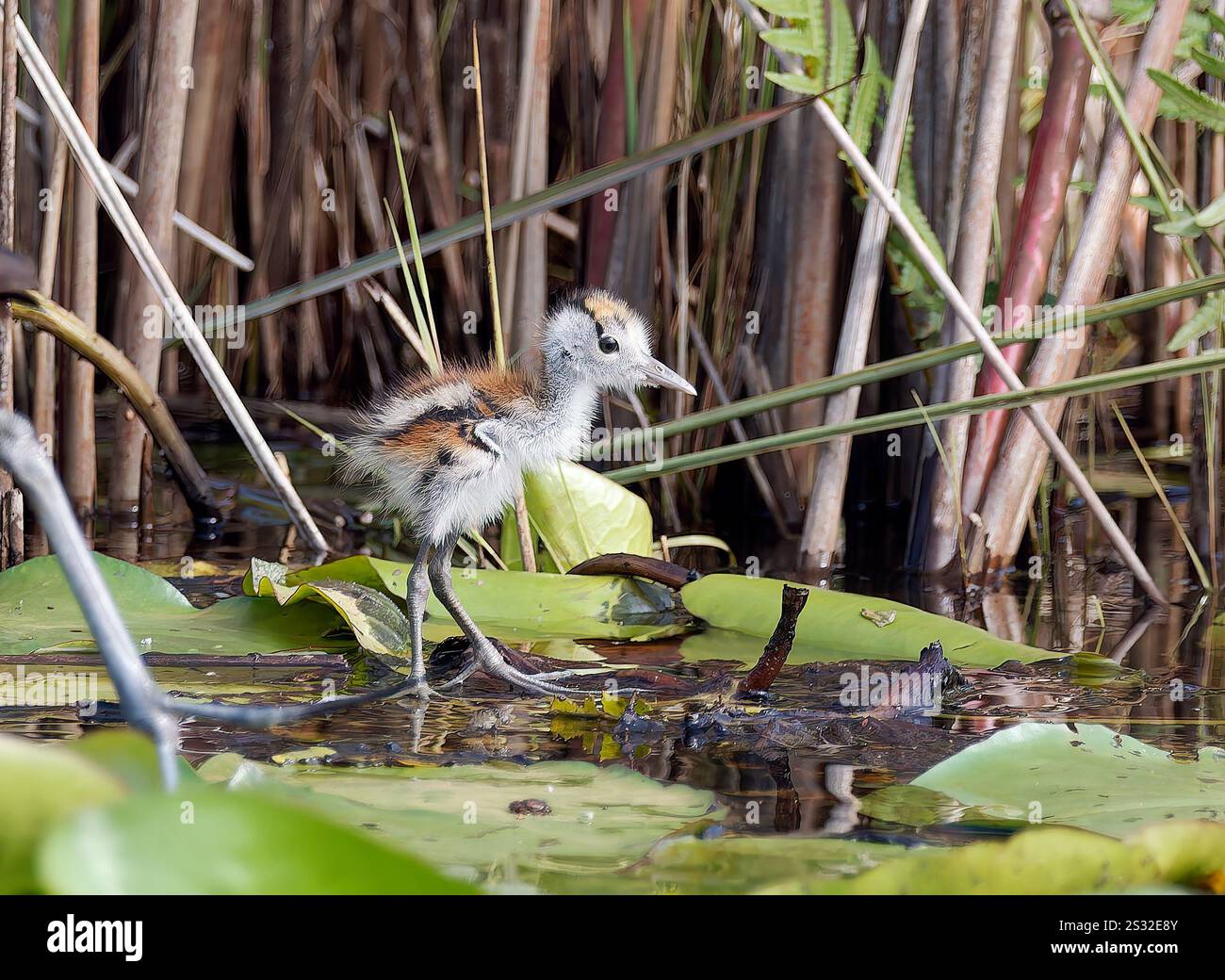 African jacana, Blaustirn-Blatthühnchen, Jacana à poitrine dorée ...