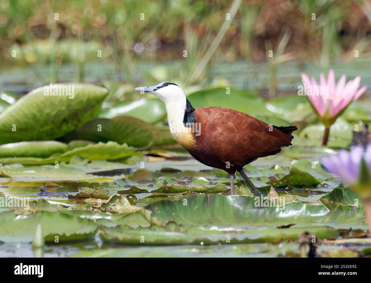 African jacana, Blaustirn-Blatthühnchen, Jacana à poitrine dorée ...