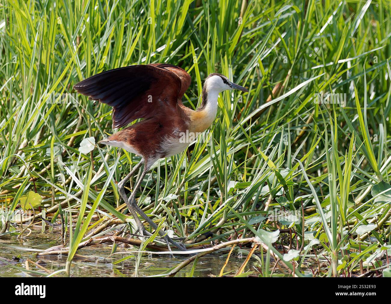 African jacana, Blaustirn-Blatthühnchen, Jacana à poitrine dorée ...