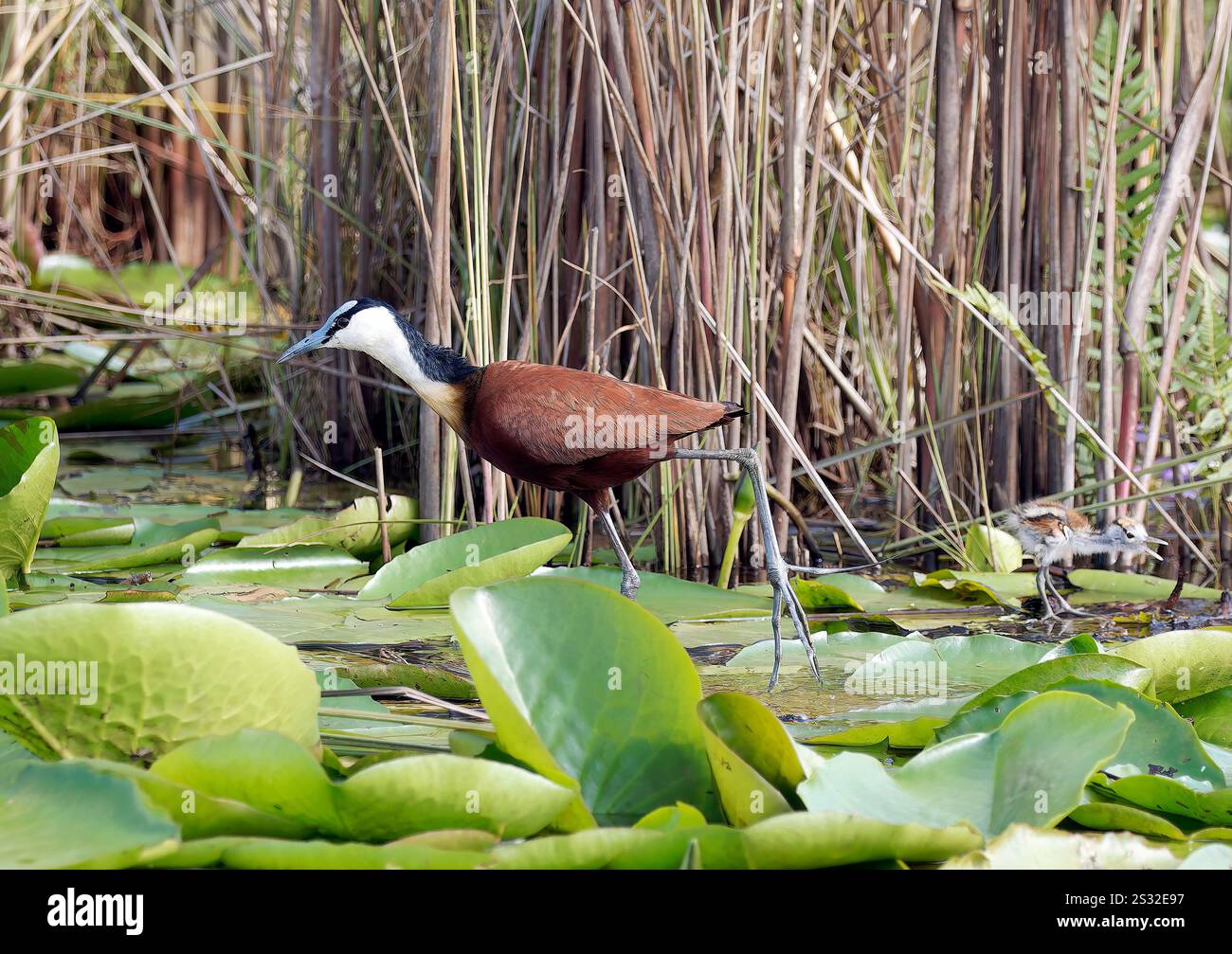 African jacana, Blaustirn-Blatthühnchen, Jacana à poitrine dorée ...