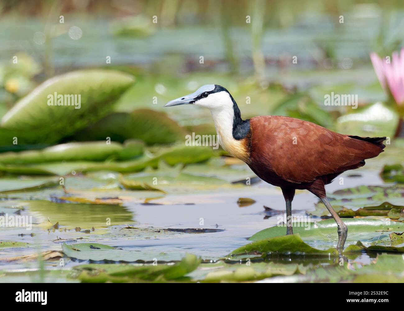 African jacana, Blaustirn-Blatthühnchen, Jacana à poitrine dorée ...